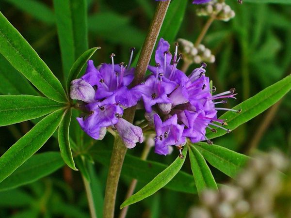 Agnus Castus (Vitex, Chasteberry) | FULL HEALTH SECRETS