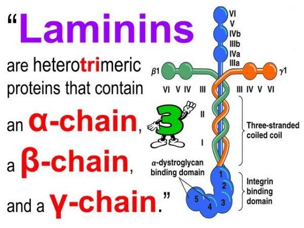 Atoms, Dna & Laminins – Wonders of God’s Intelligent Design | FULL ...